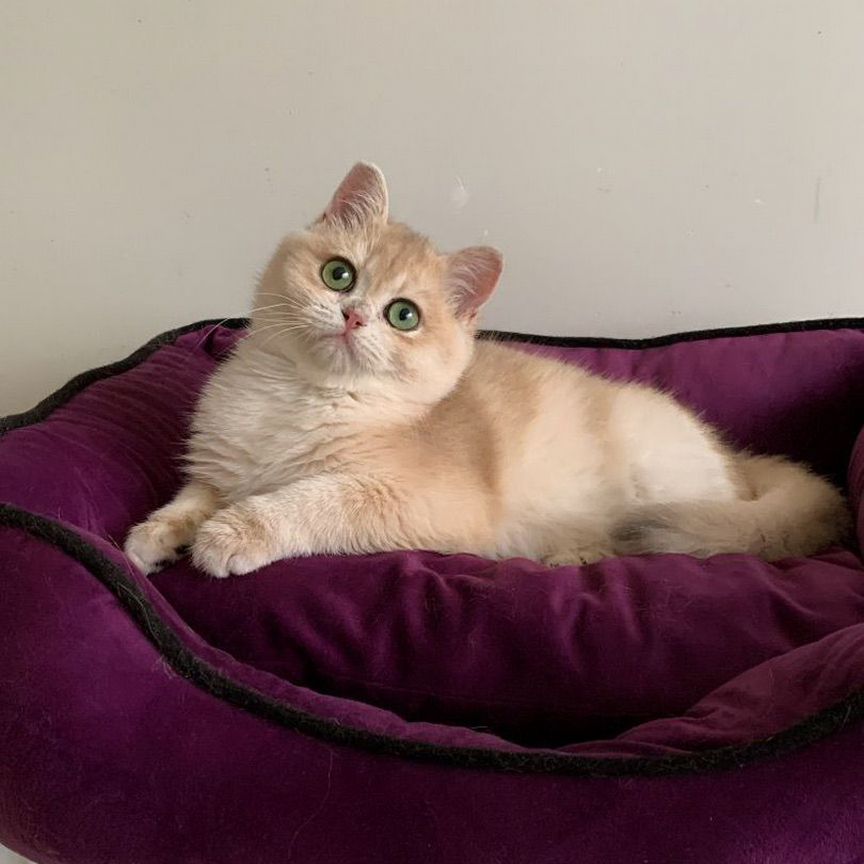 Котик ay12