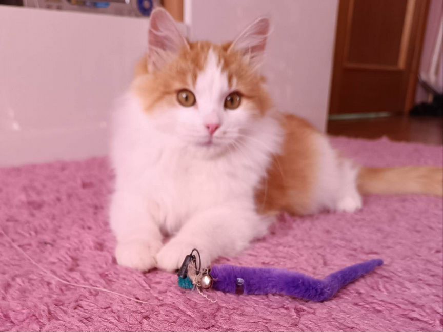 Рыжий пушистый котенок ищет своего человека