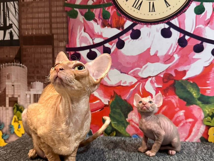Котята корниш-рекс