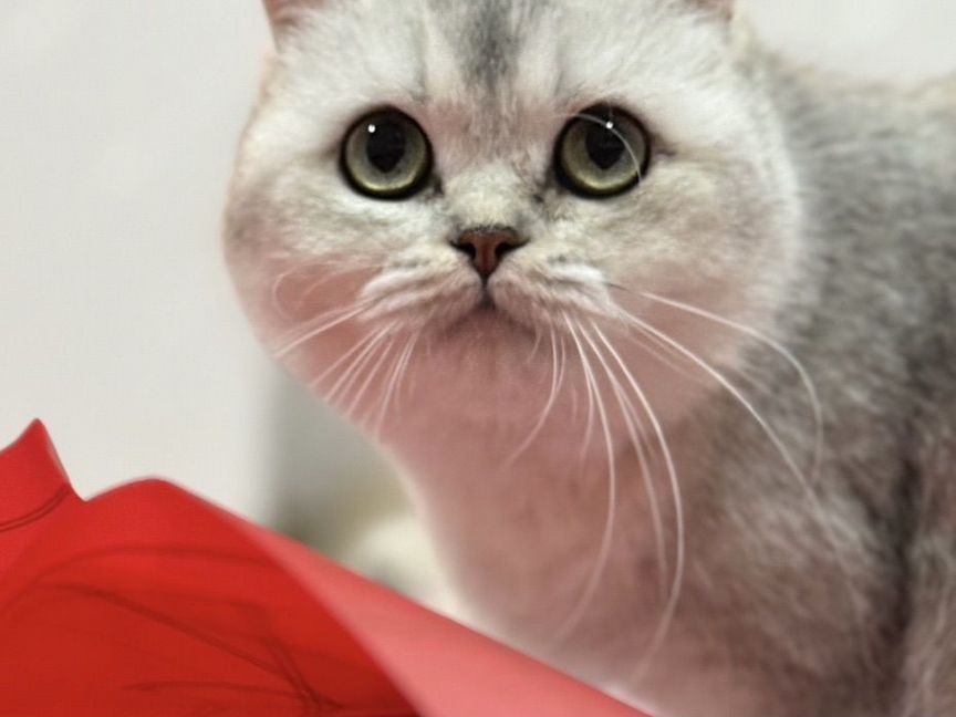 Британская серебристая шиншилла