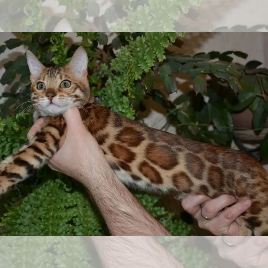 Бенгальские котята шоу класса