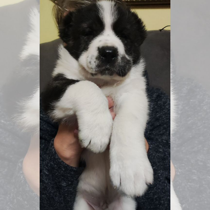 Щенки Алабая 27. 09.24