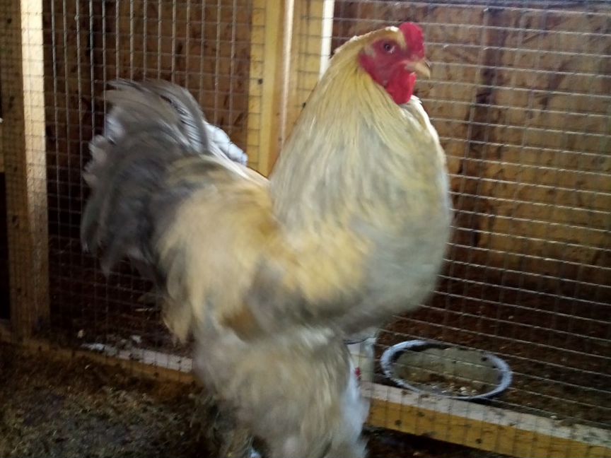 Петухи Брама Изабелла на племя