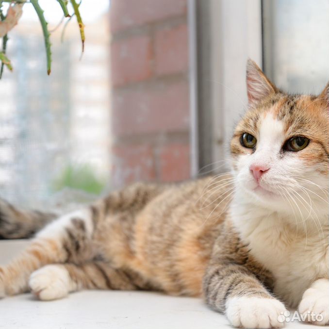 Молоденькая кошка, просто обожает людей
