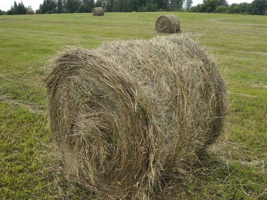 Сено,солома в рулонах