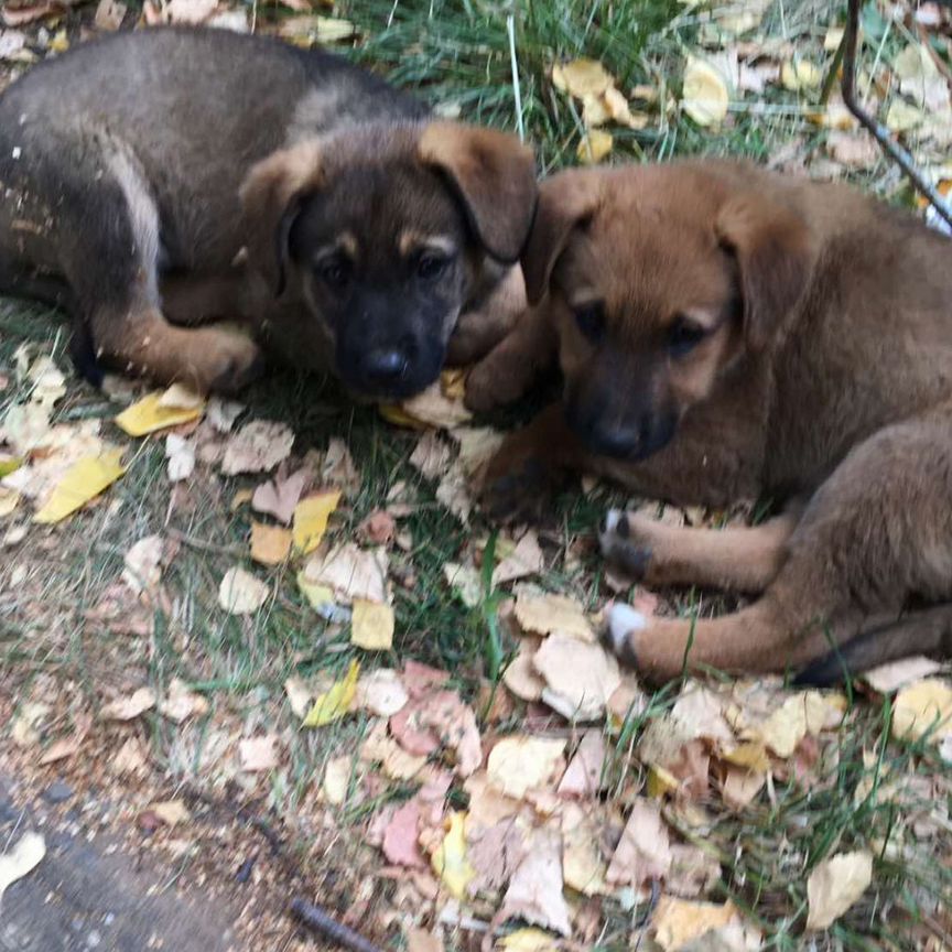 Пропадают щенки,спасите