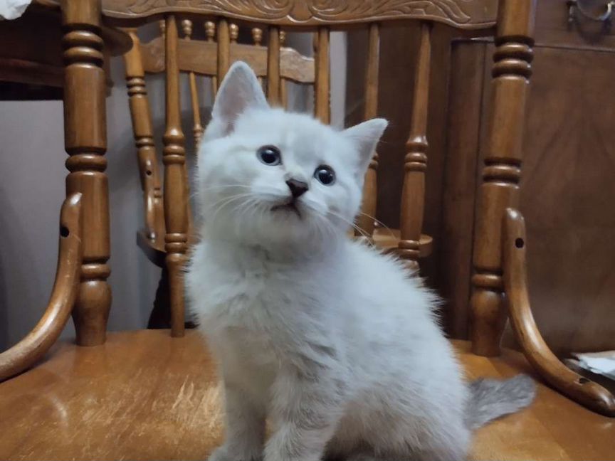 Кошки в добрые руки ласковая