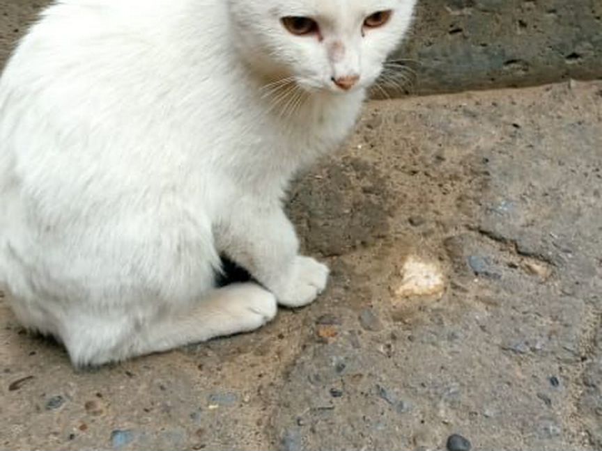 Ищем дом или передержку