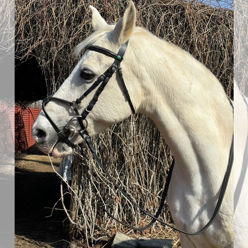 Уздечка Norton (мексиканский капсюль)