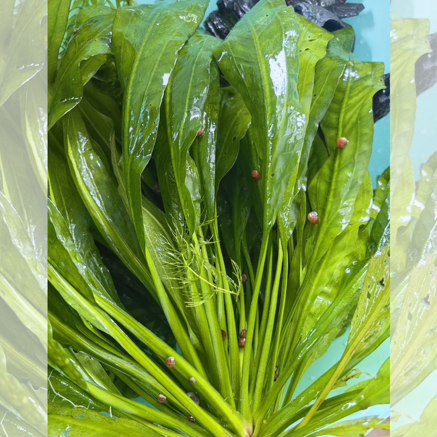 Водоросли для аквариума