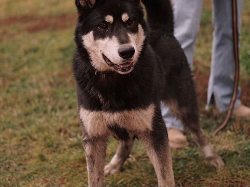 Большой классный пес для частного дома
