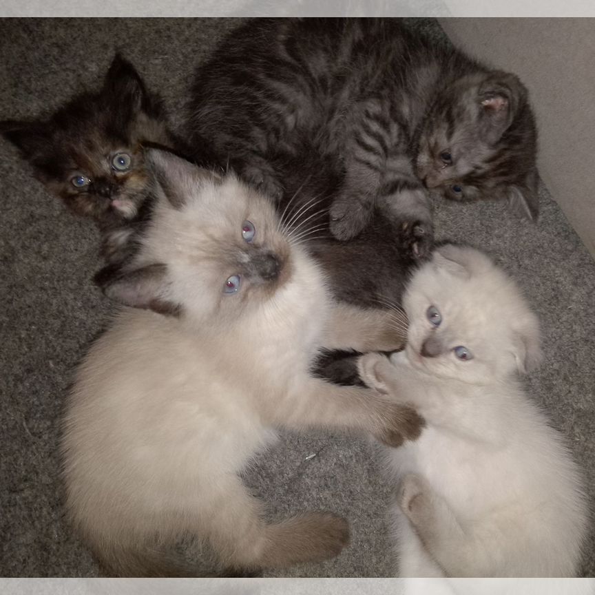 Котята породистые шотландские