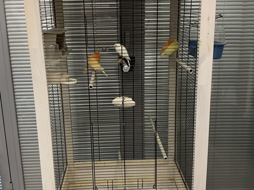 Клетка с канарейками 167:82:67 см