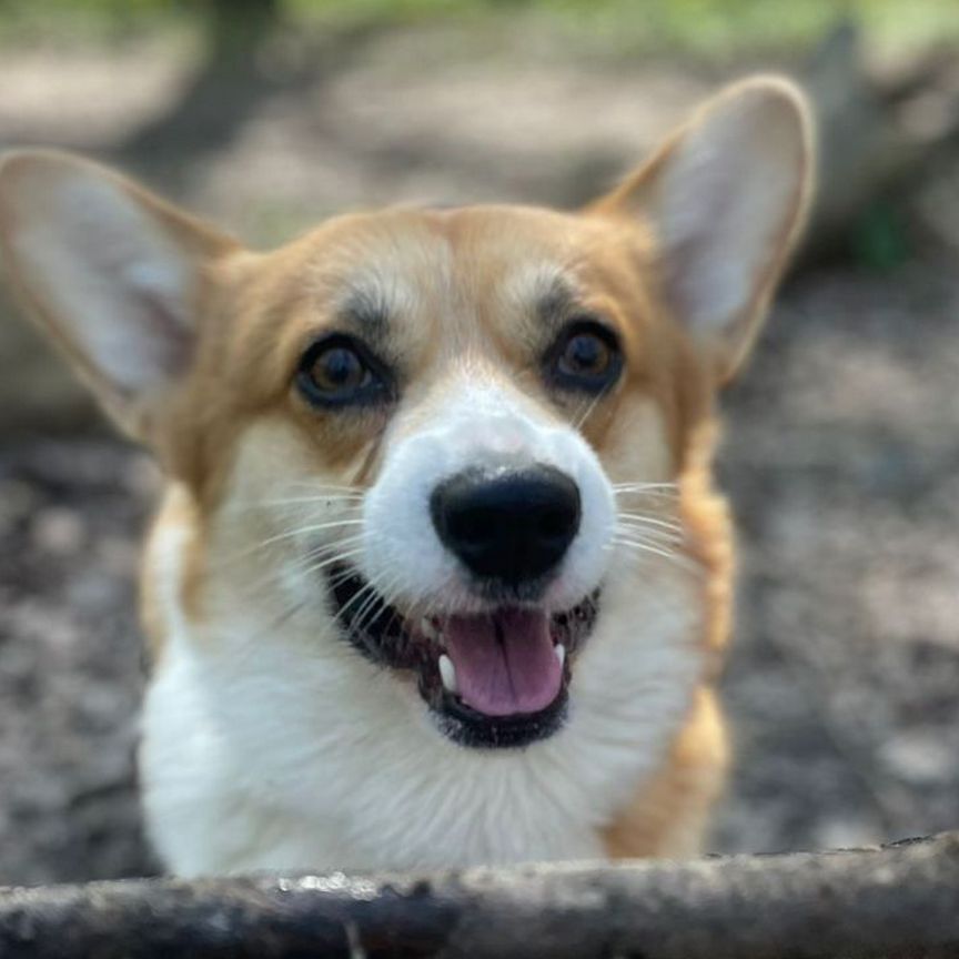 Кобель для вязки корги пемпброк