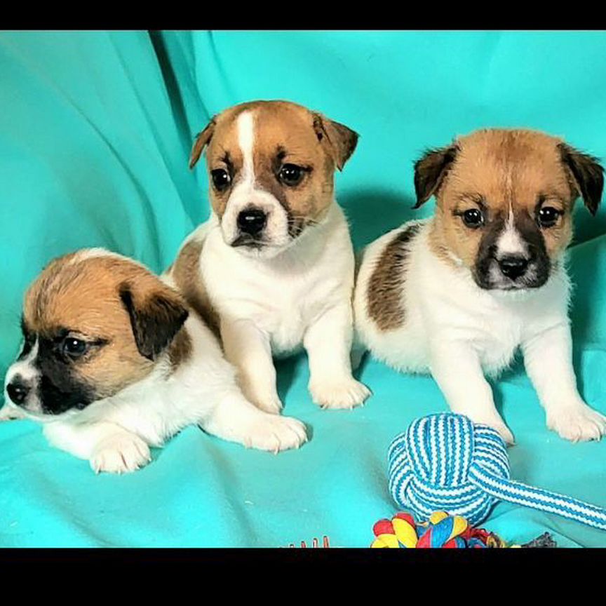 Джек-рассел-терьер, щенок