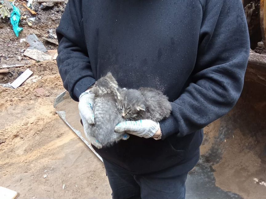 Котята