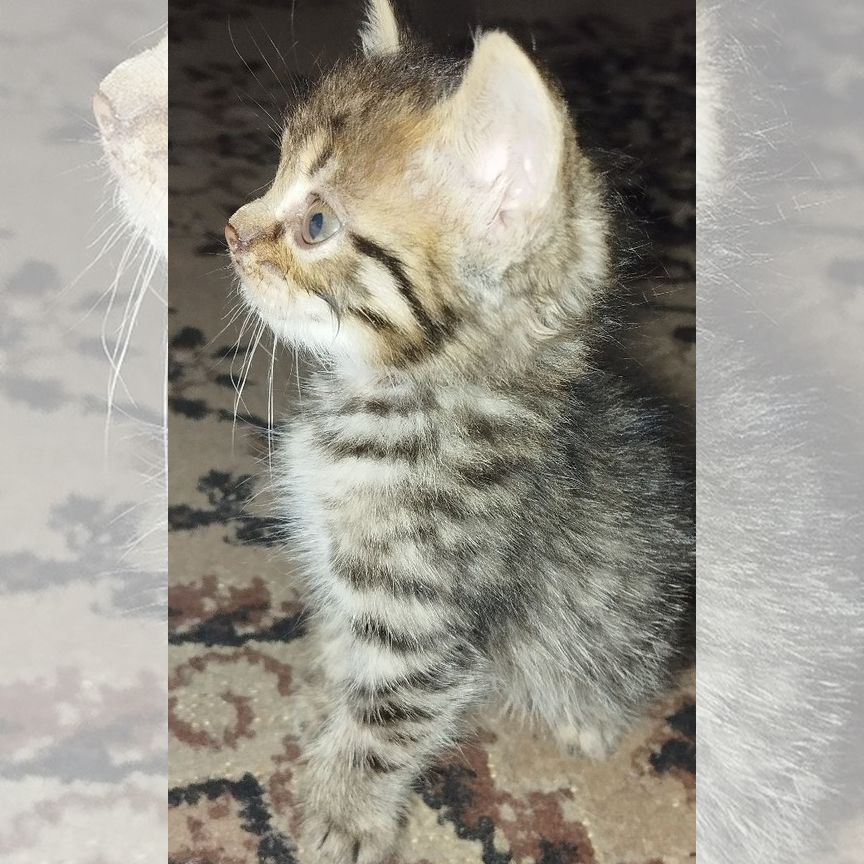 Курильский бобтейл короткошёрстный котёнок