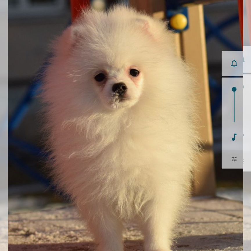 Белый померанский шпиц тайские крови,вязка