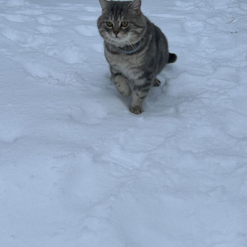 Британский кот вязка