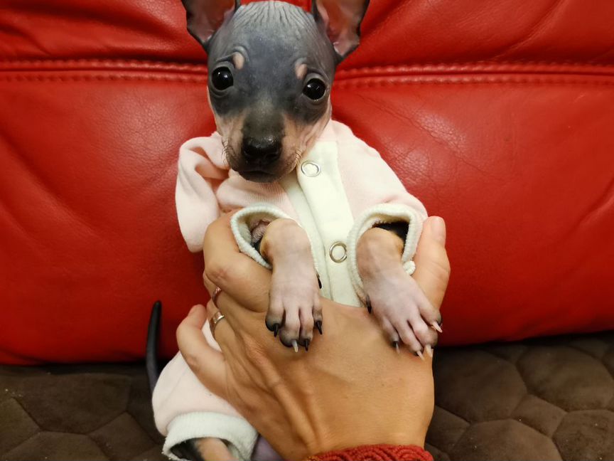 Девочка американского голого терьера