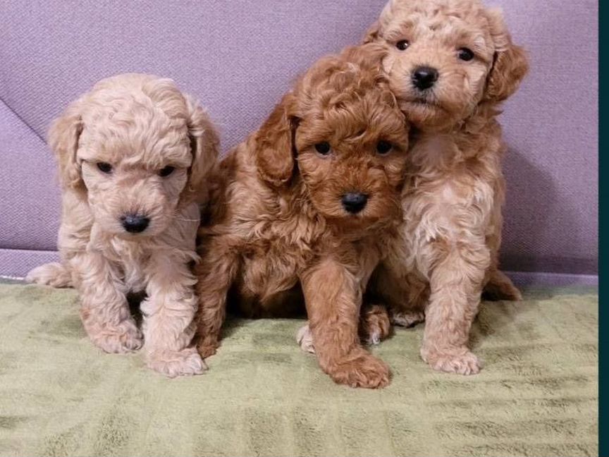 Щенки пуделя