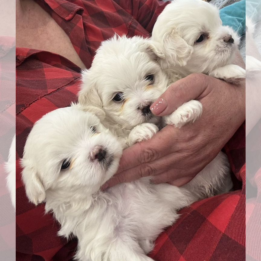 Мальтийская болонка, щенок