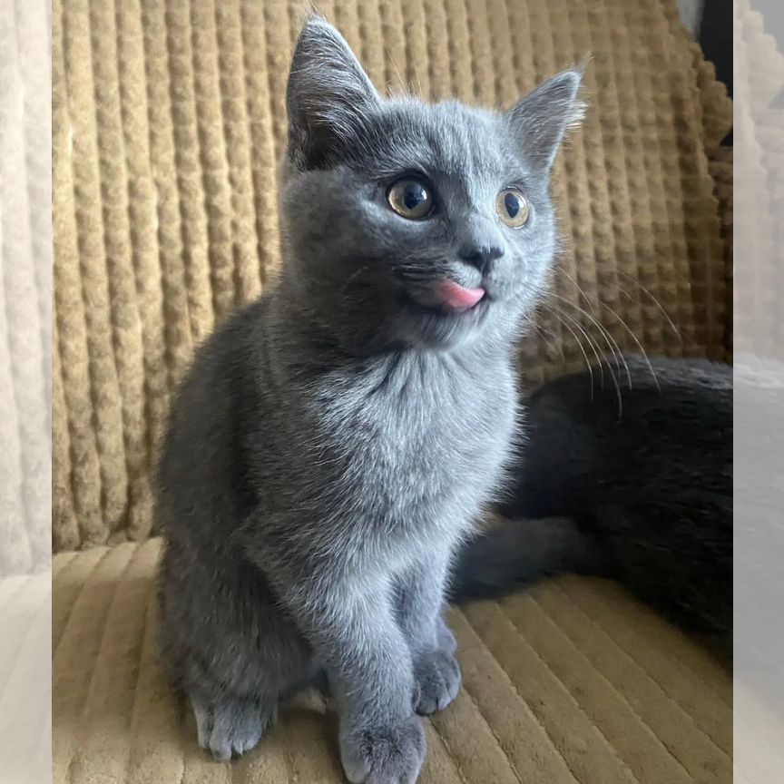 Британский короткошёрстный котёнок