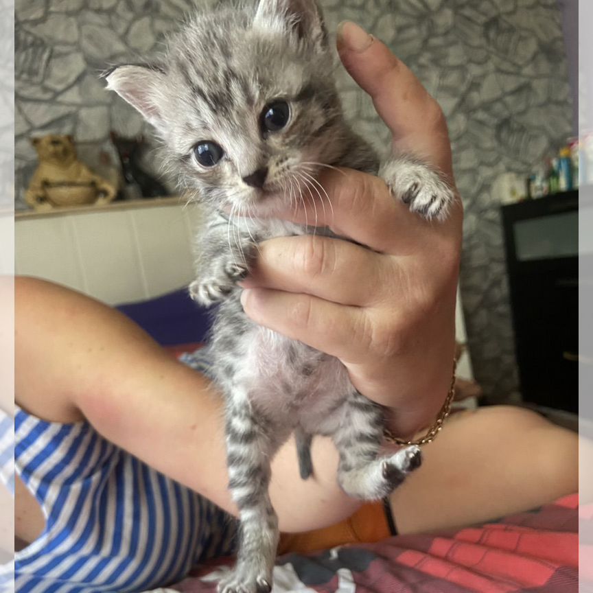 Котики бесплатно в добрые руки