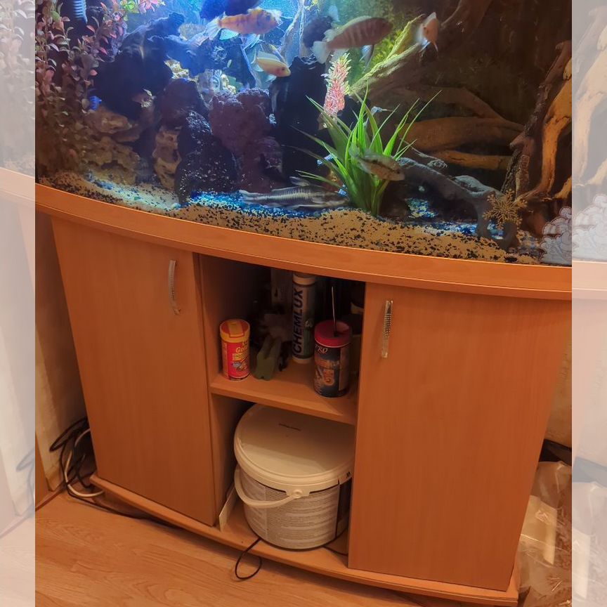 Аквариум 250 литров с цихлидами