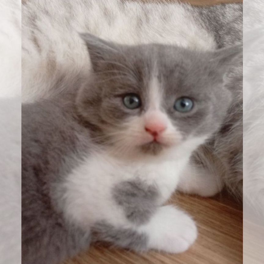 Шотландский вислоухий короткошёрстный котёнок