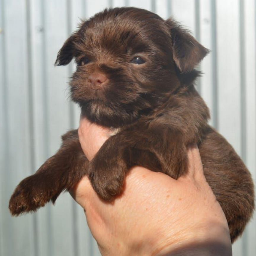 Йоркширский терьер, щенок