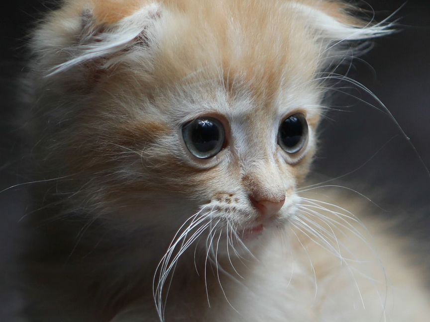 Рыжий котенок вислоухий