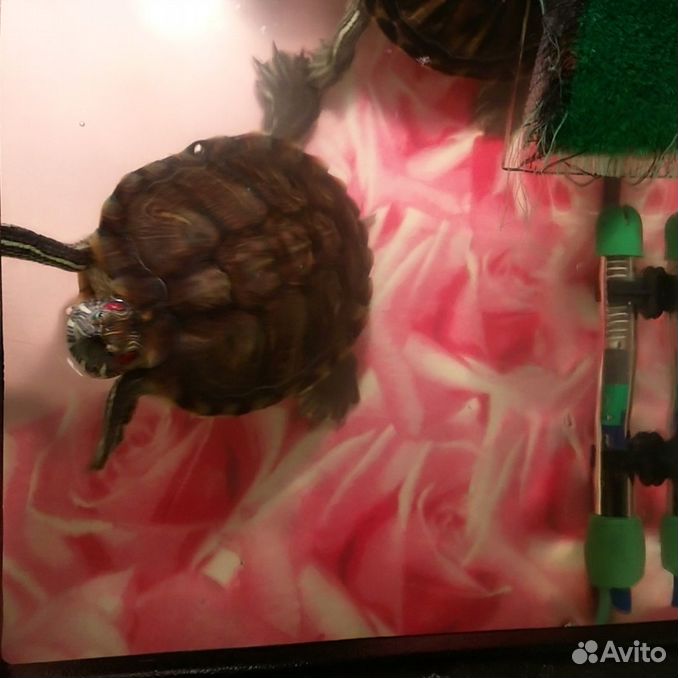 Черепахи красноухие пресноводные