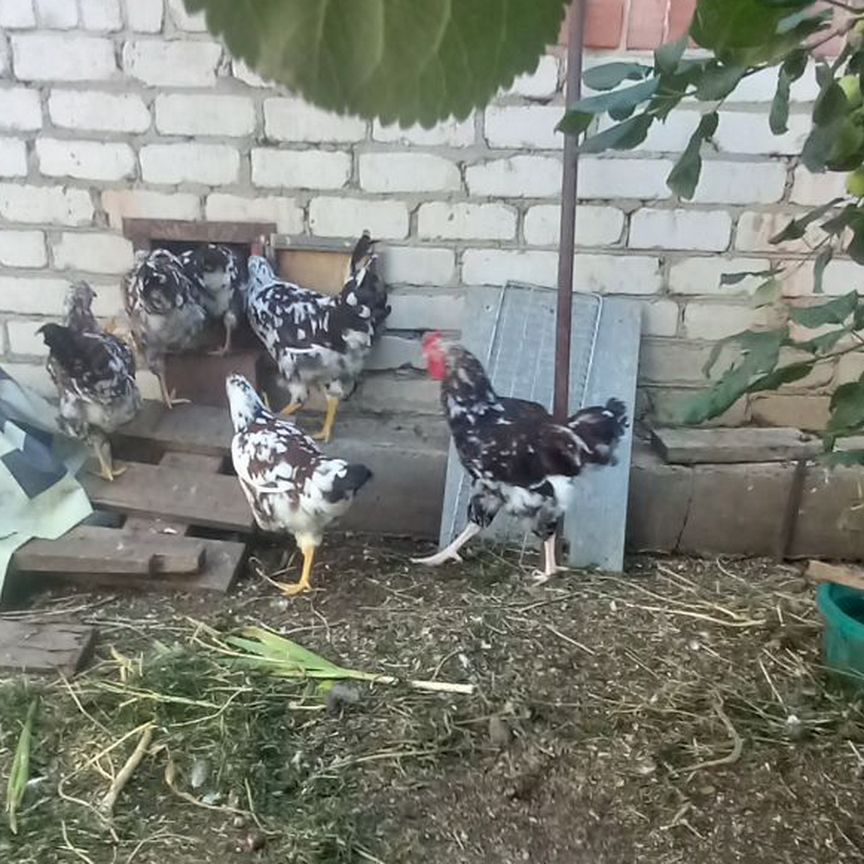 Петуха