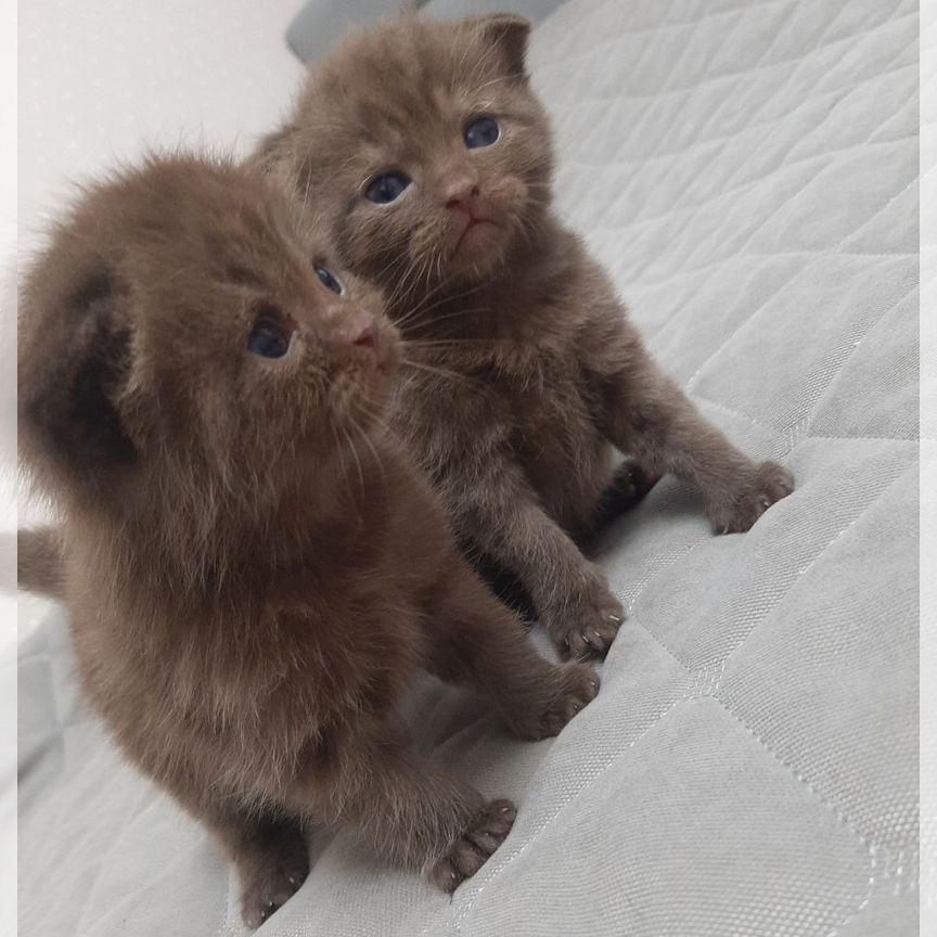 Шотландский вислоухий короткошёрстный котёнок