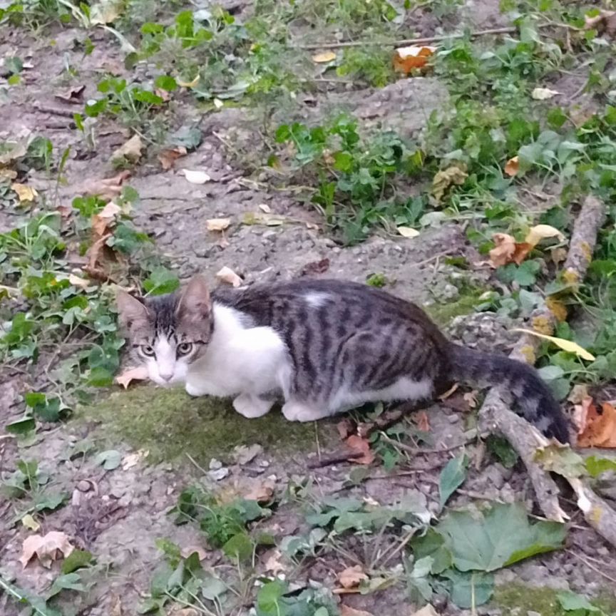 Молодой котейка ищет дом