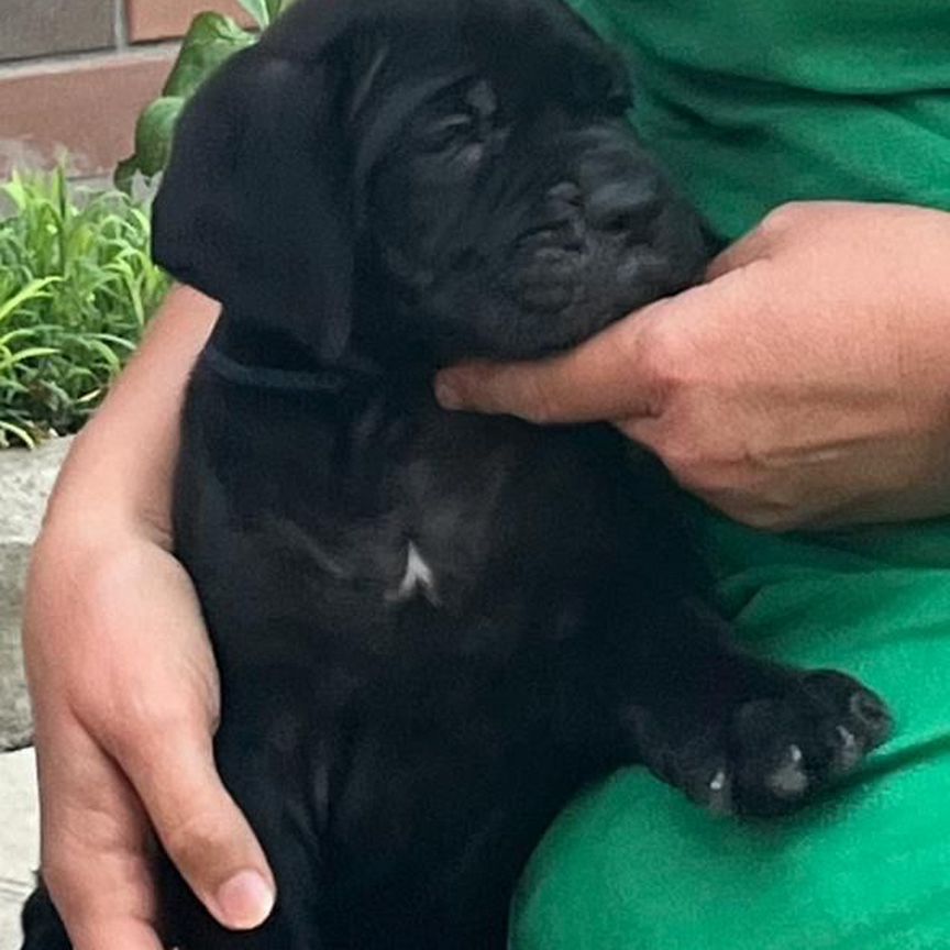 Черный мальчик кане корсо