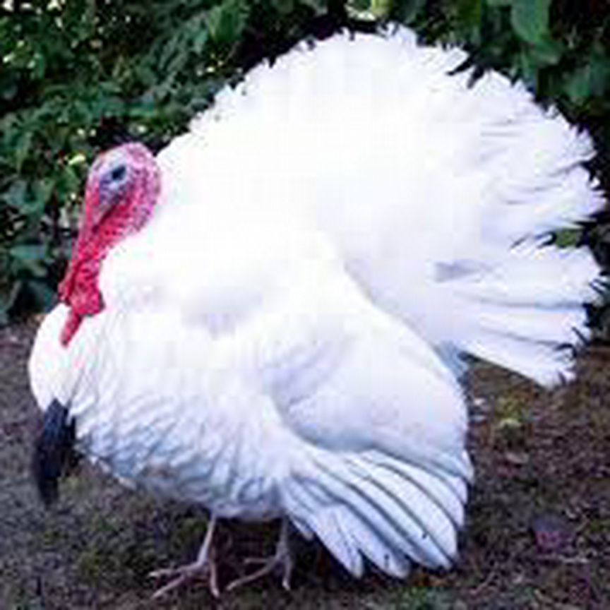 Индюки Биг 6(Словакия)