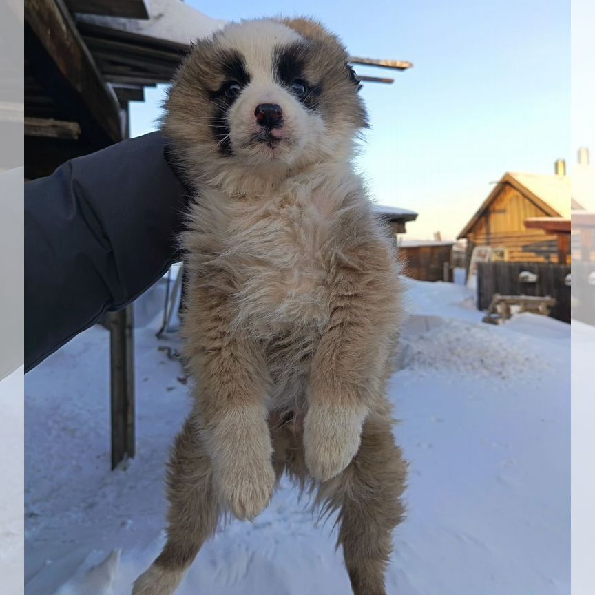 Щенок в добрые руки