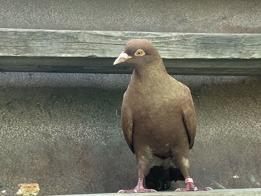 Заберите голубя