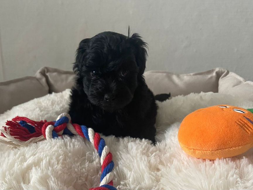 Мальтипу ф1 black