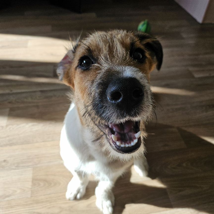 Джек рассел терьер