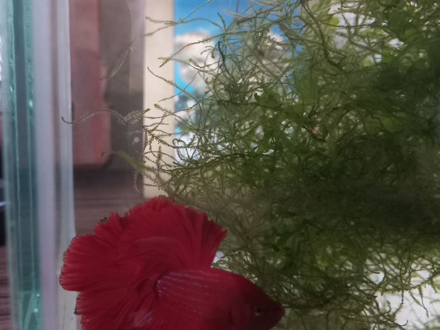 Рыбка петушок самец