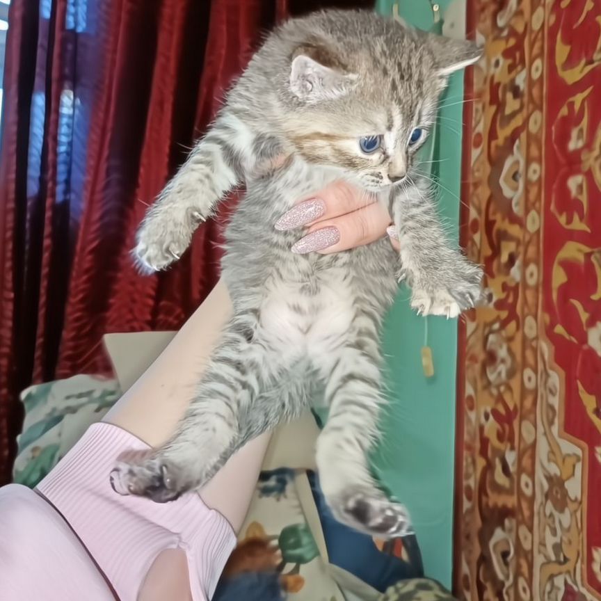 Котёнок в добрые руки