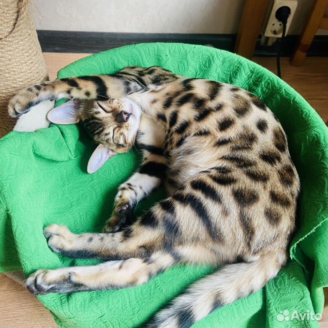Породистые бенгальские котята