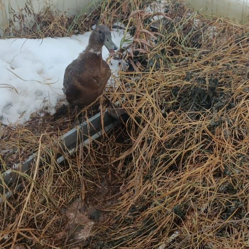 Селезень индийский бегунок