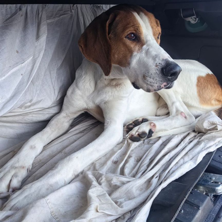 Русская пегая гончая продать