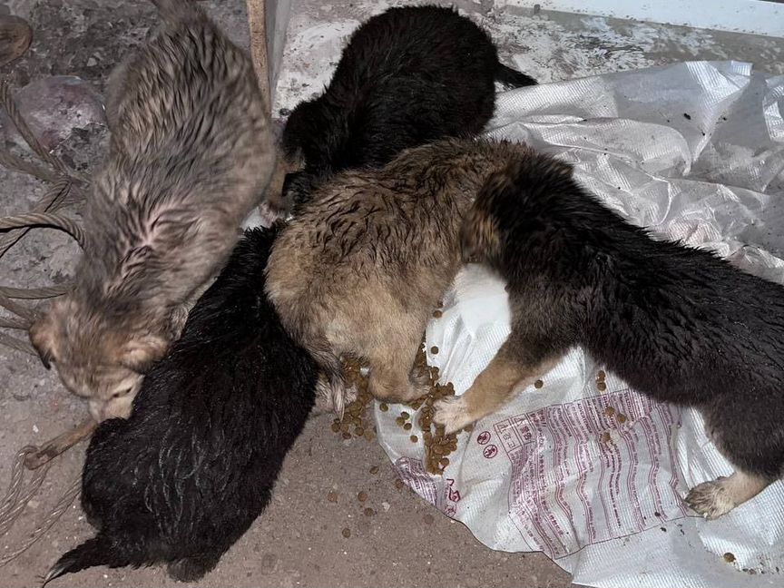 Маленькие собачки бесплатно