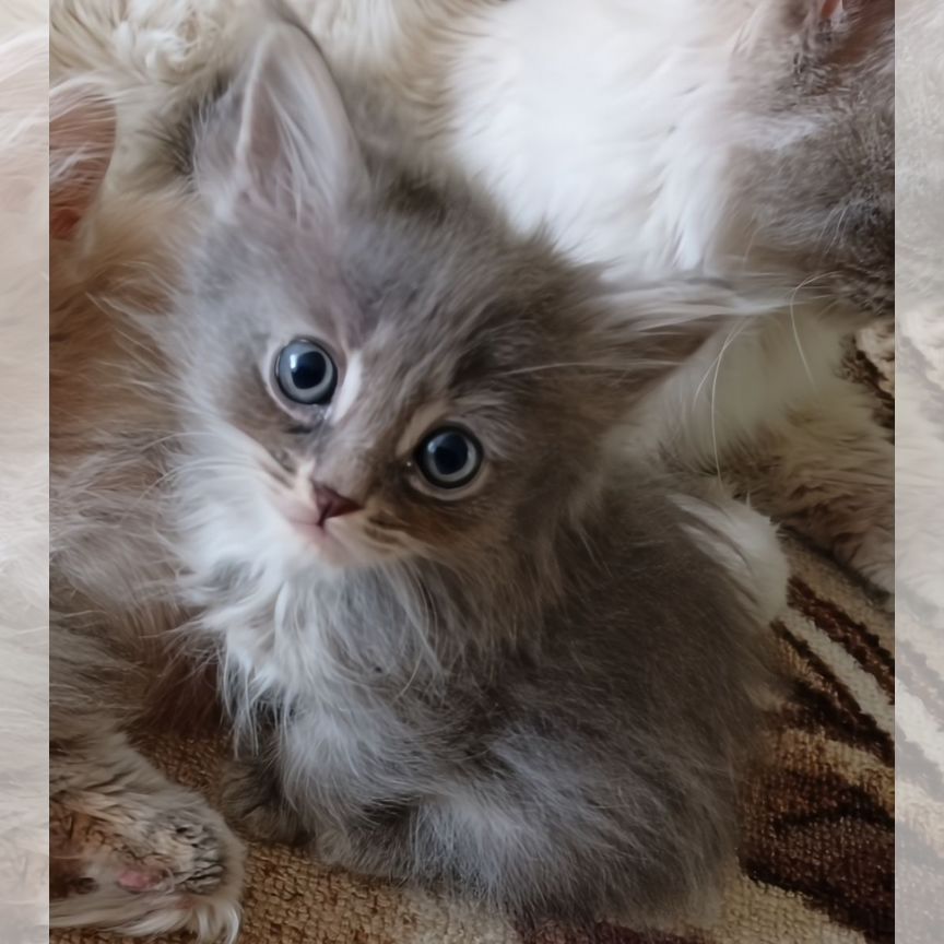 Невский маскарадный котёнок