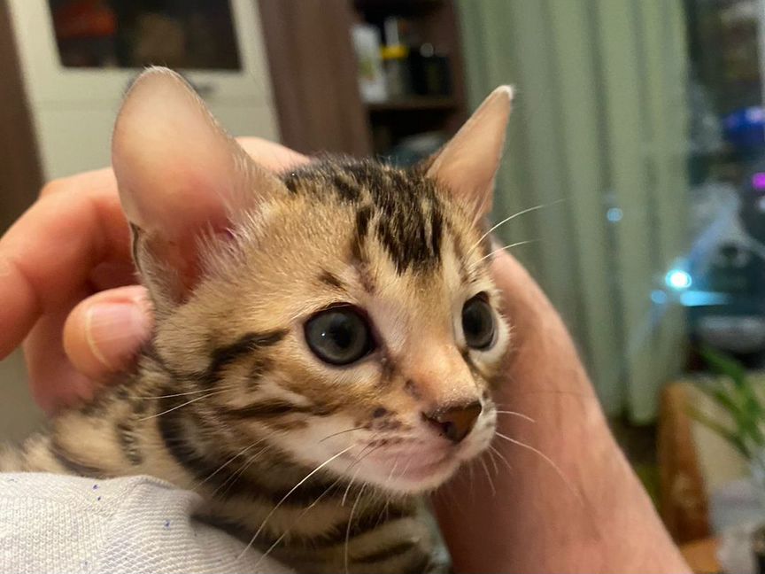 Продаются котята Бенгалы